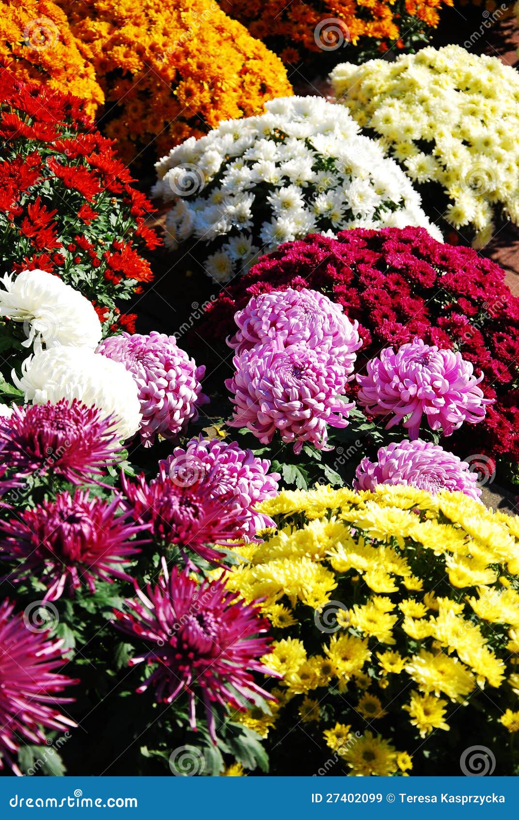 Different Colors and Varieties of Chrisanthemums Stock Image - Image of ...