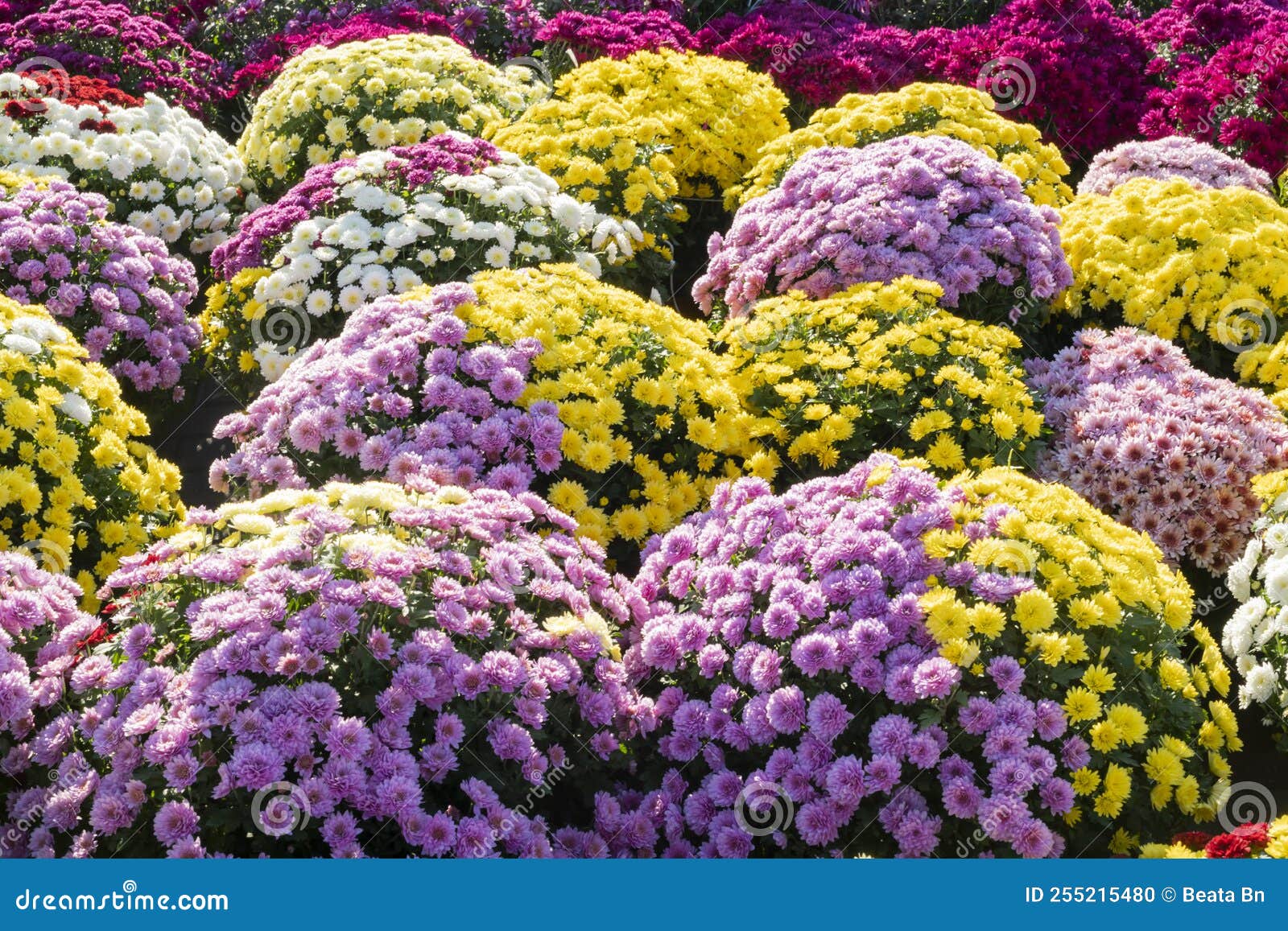 Colorful chrysanthemums stock photo. Image of leaf, fallen - 255215480