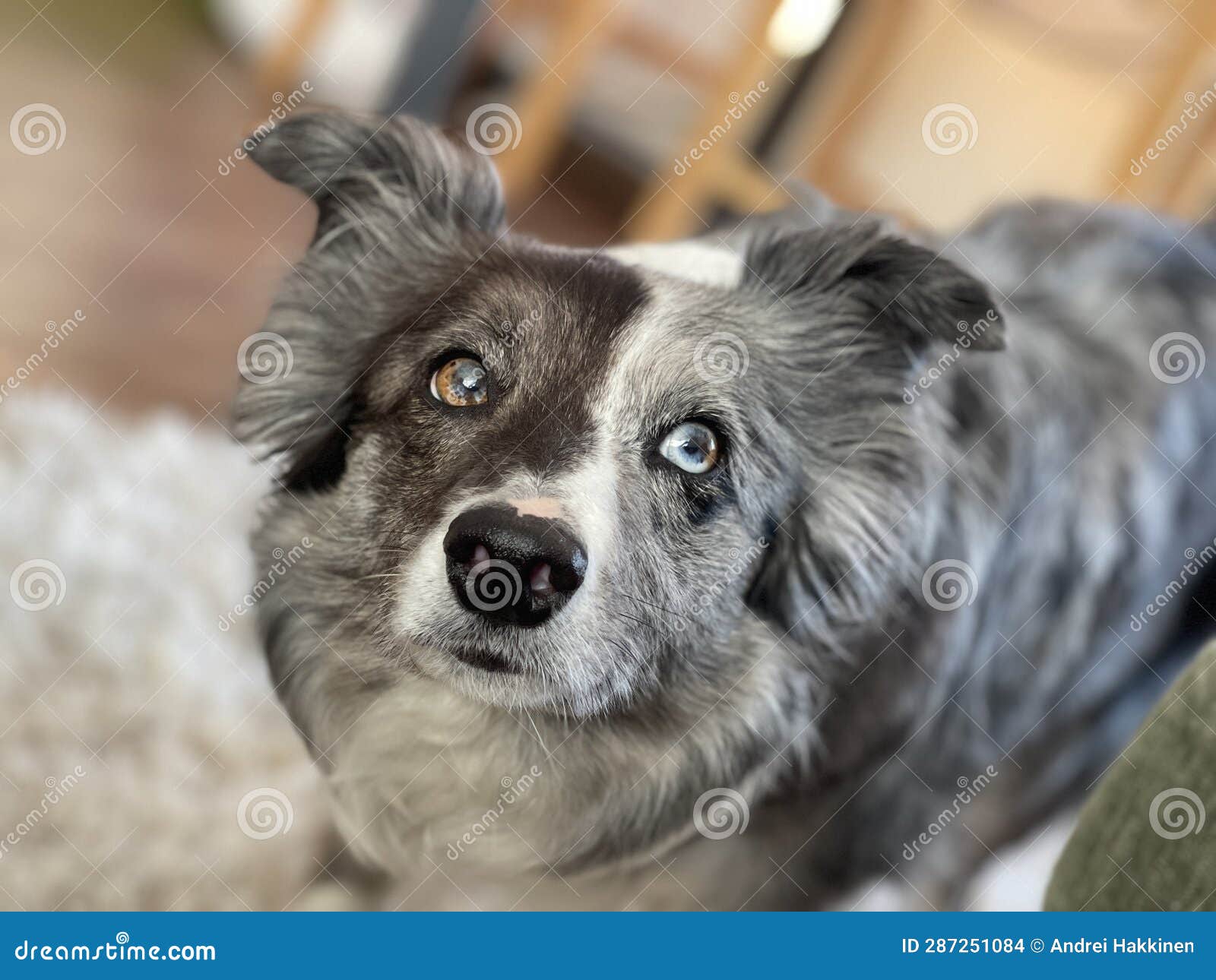 Different Colour Eyes of Border Collie Editorial Stock Image - Image of ...