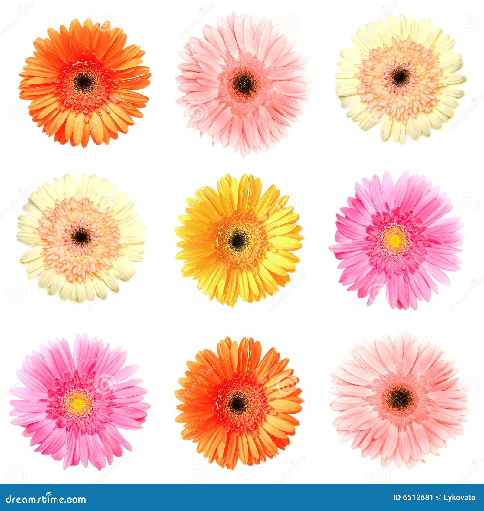 Different Colour Gerberas Stock Image - Image: 6512681