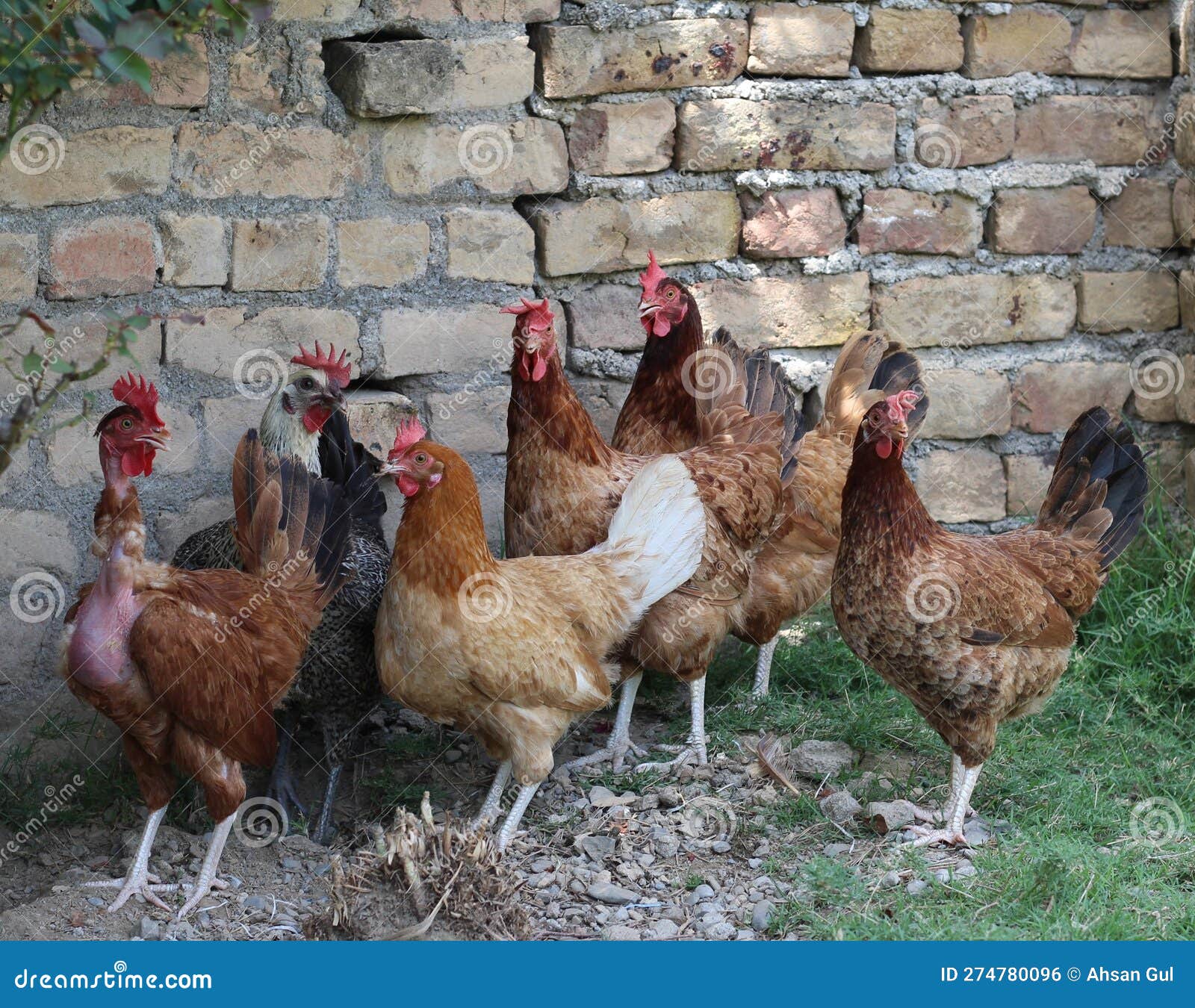 Different Colour of Hens in Single Photo Stock Photo - Image of house ...