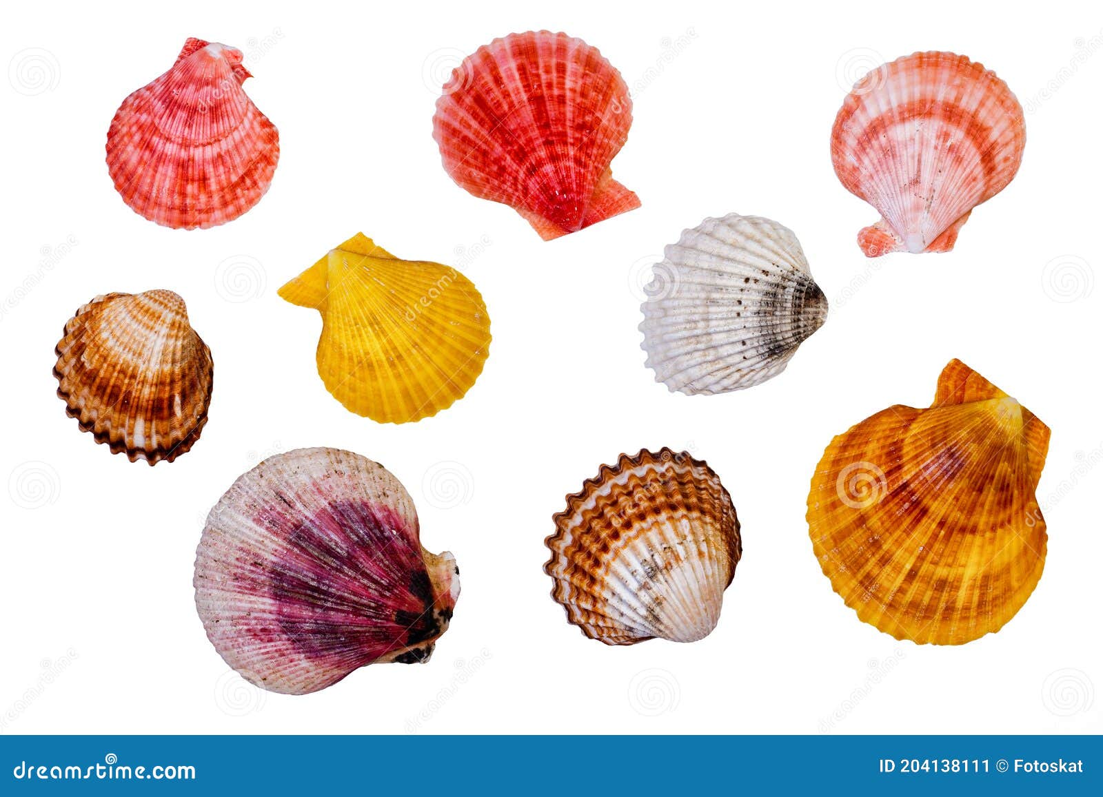 Sea Shells stock image. Image of mollusk, life, single - 204138111