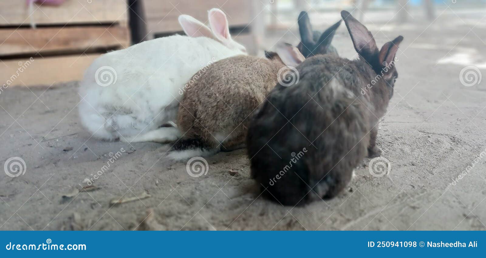 Different coloured bunnies stock photo. Image of sand - 250941098