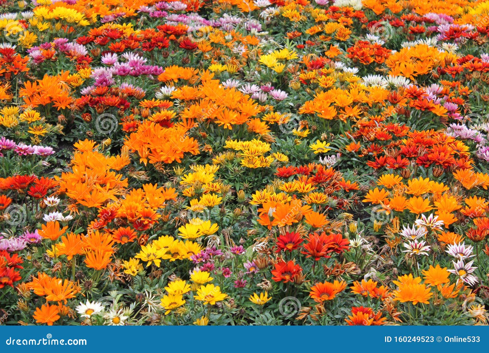 5,683 Purple Coloured Flowers Stock Photos - Free & Royalty-Free Stock ...