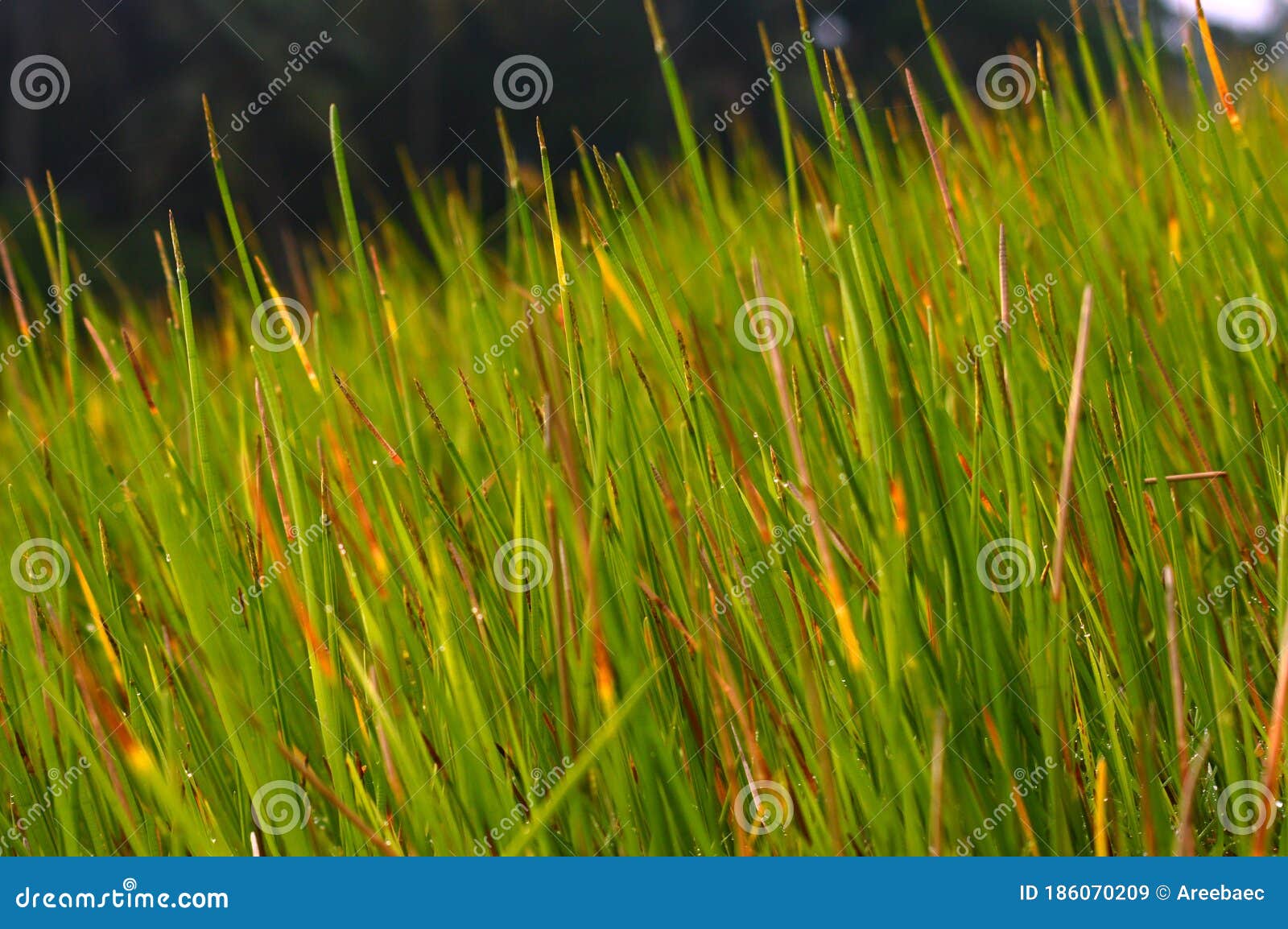 Different Coloured Grass on Field Close-up Stock Image - Image of ...