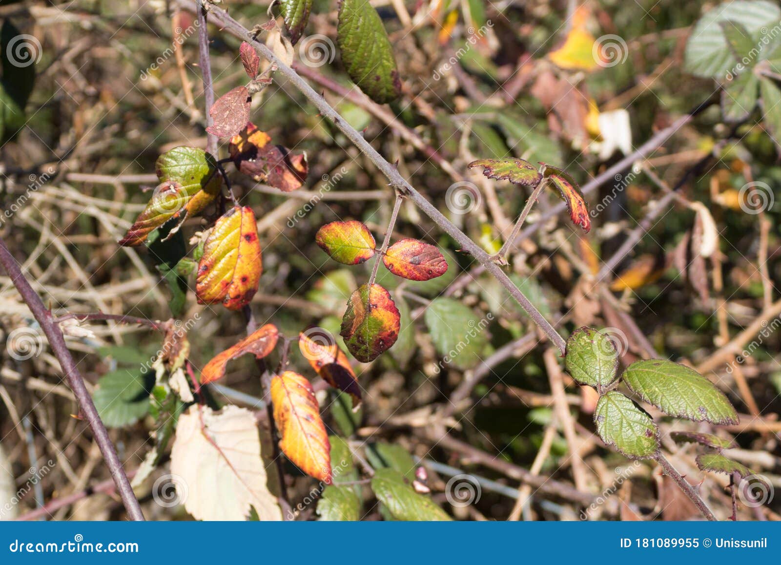 Different Coloured Leaves and Branch with Thorns Stock Image - Image of ...