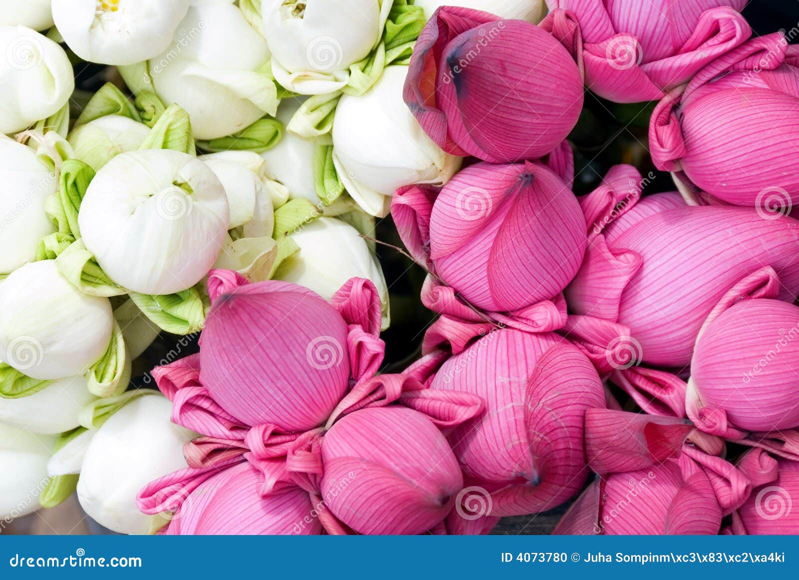 Different Coloured Lotus Flowers Stock Photo - Image of green, east ...