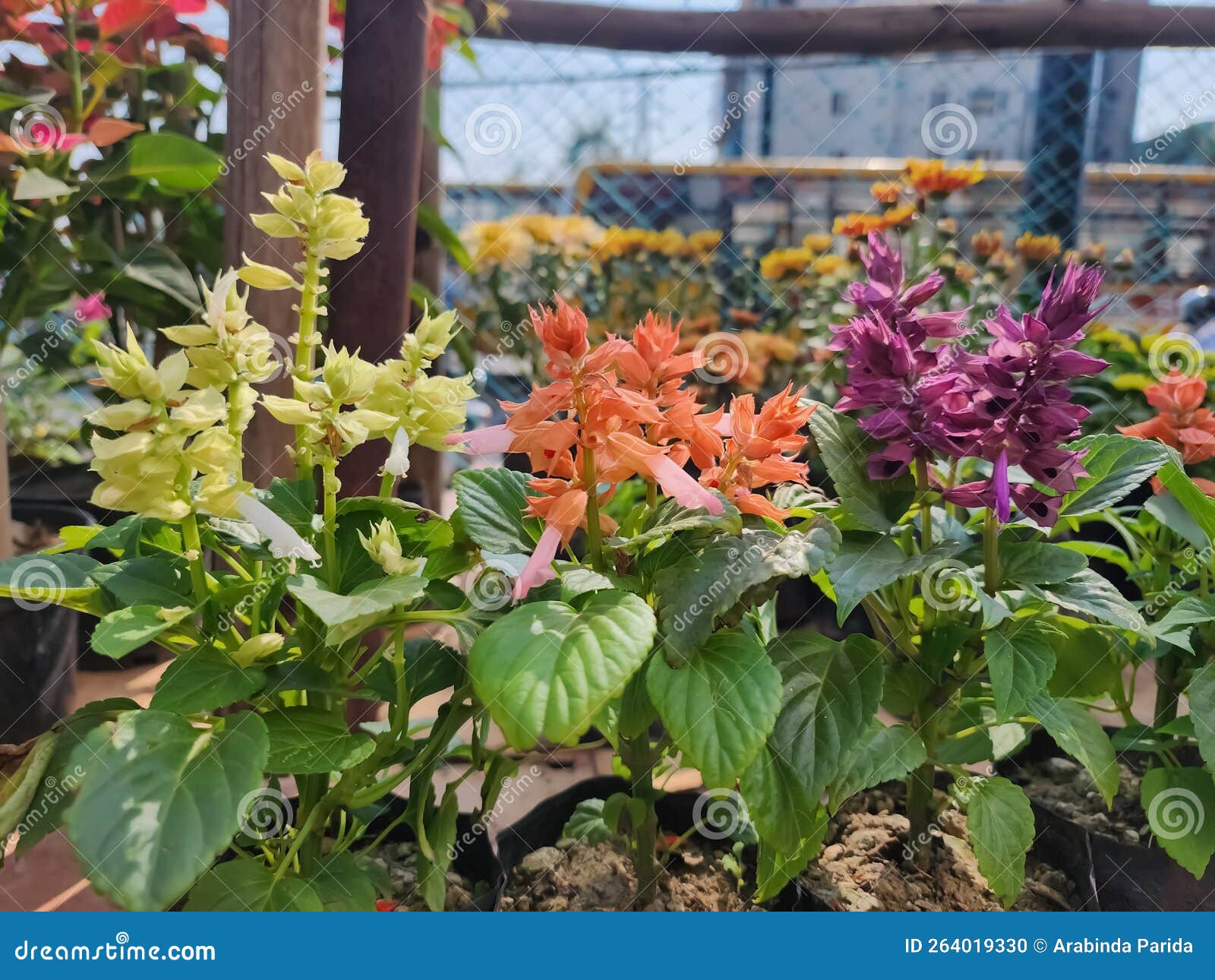 Different Colours of Flowers are in the Garden Stock Photo - Image of ...