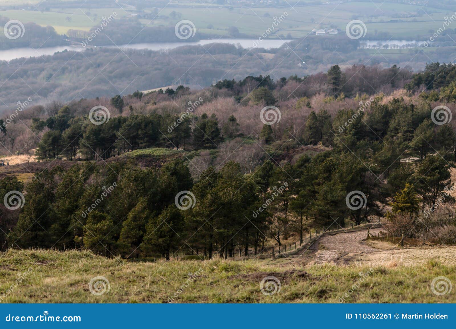 Hillside Forest stock image. Image of adventure, walking - 110562261