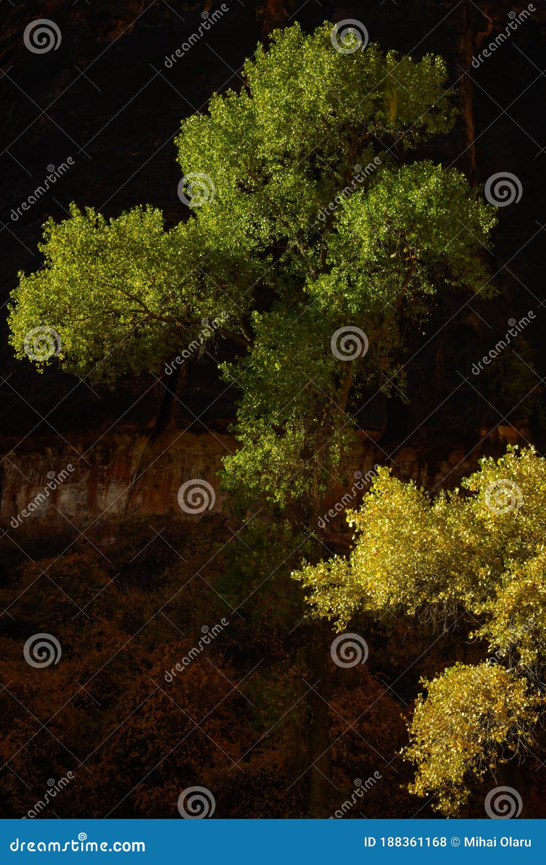 Different Colours of the Trees Stock Photo - Image of colours, autumn ...