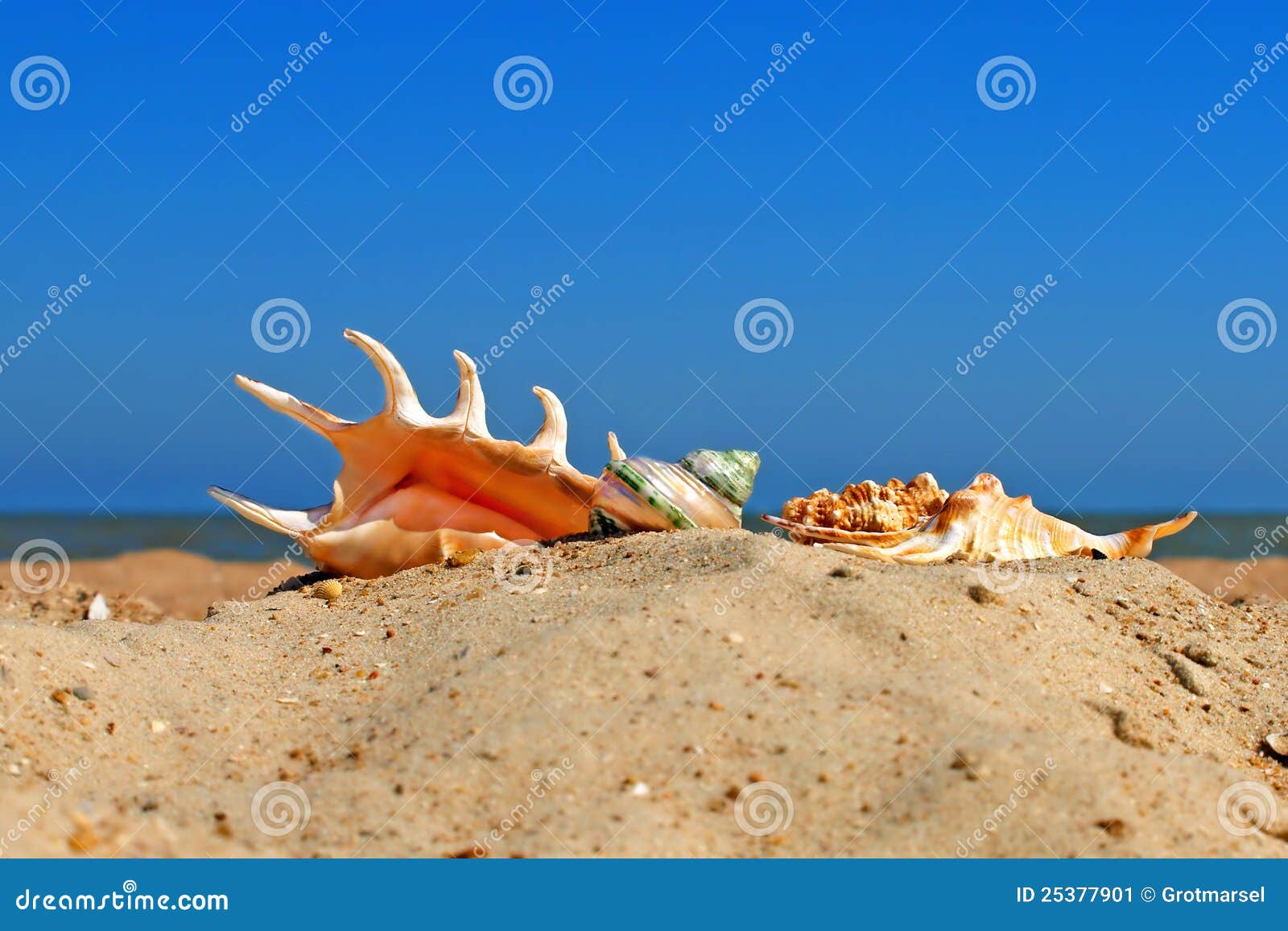Different Conch Shells on a Beach. Stock Image - Image of cockle ...