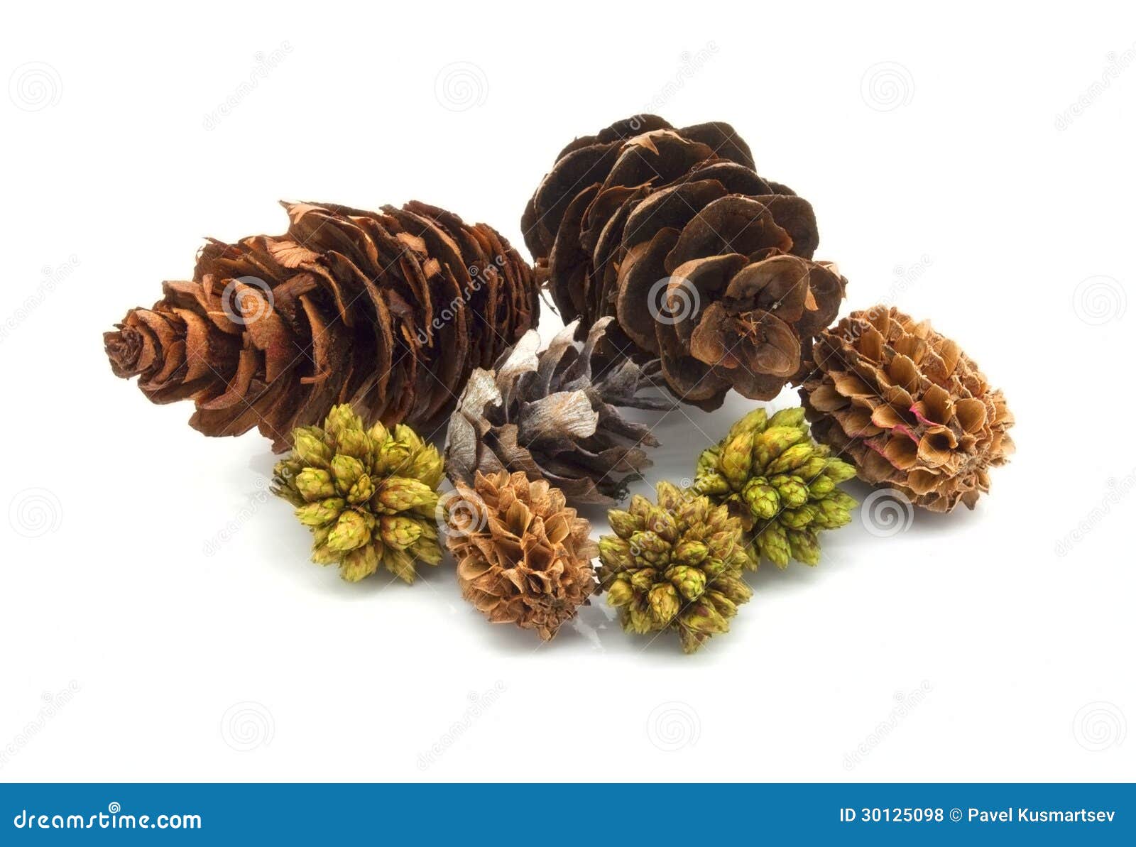 Cones stock photo. Image of decorations, needles, pine - 30125098