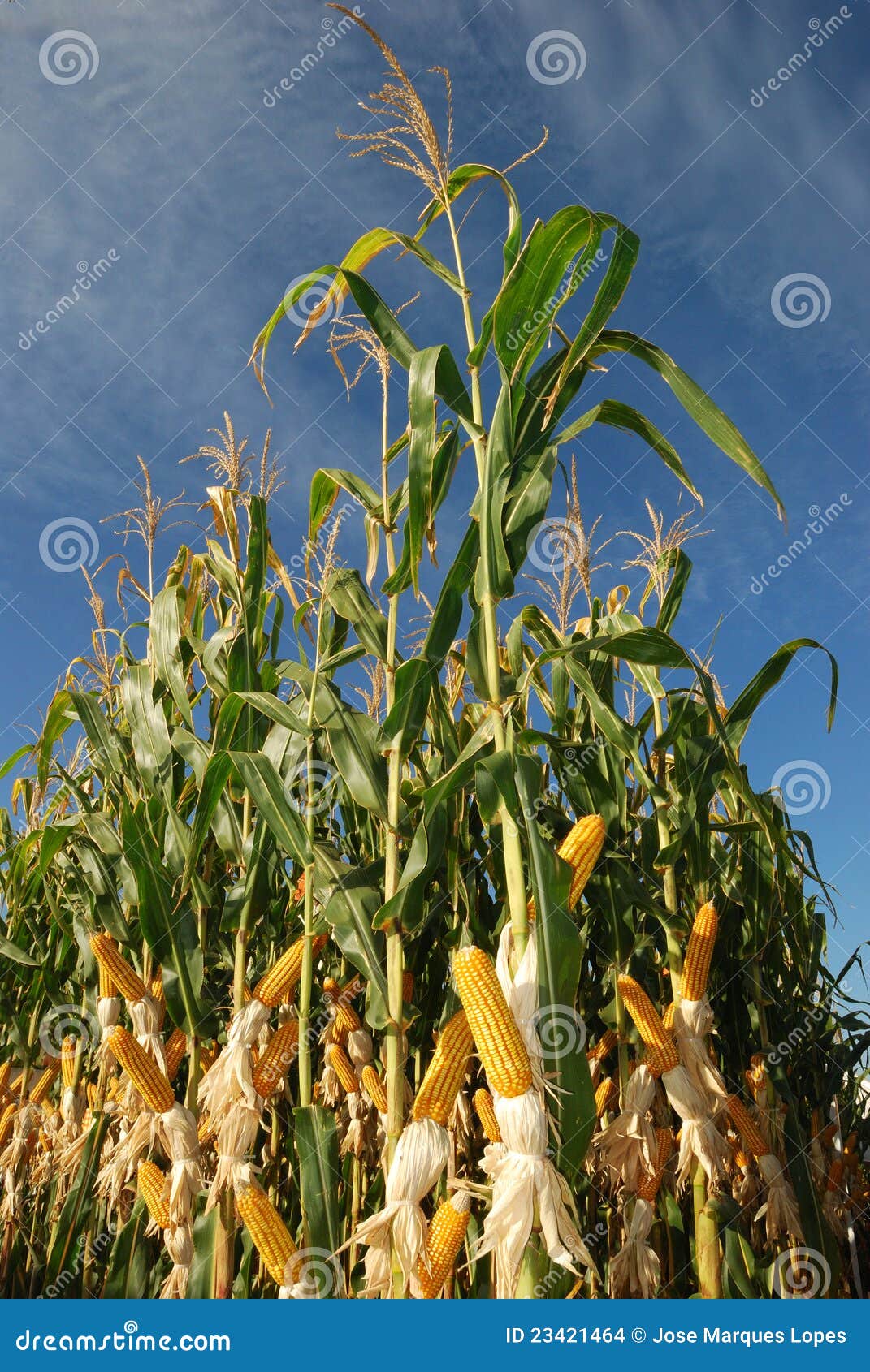 Different corn plantation stock photo. Image of acohol - 23421464