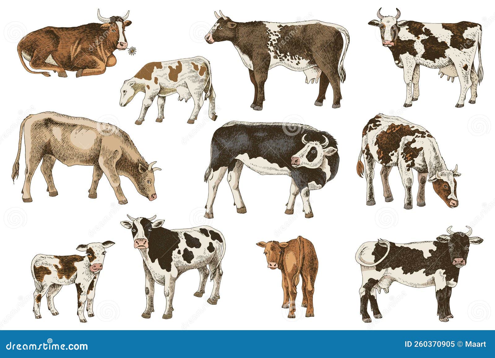 Different Cows Colors Set, Isolated. Stock Vector - Illustration of ...