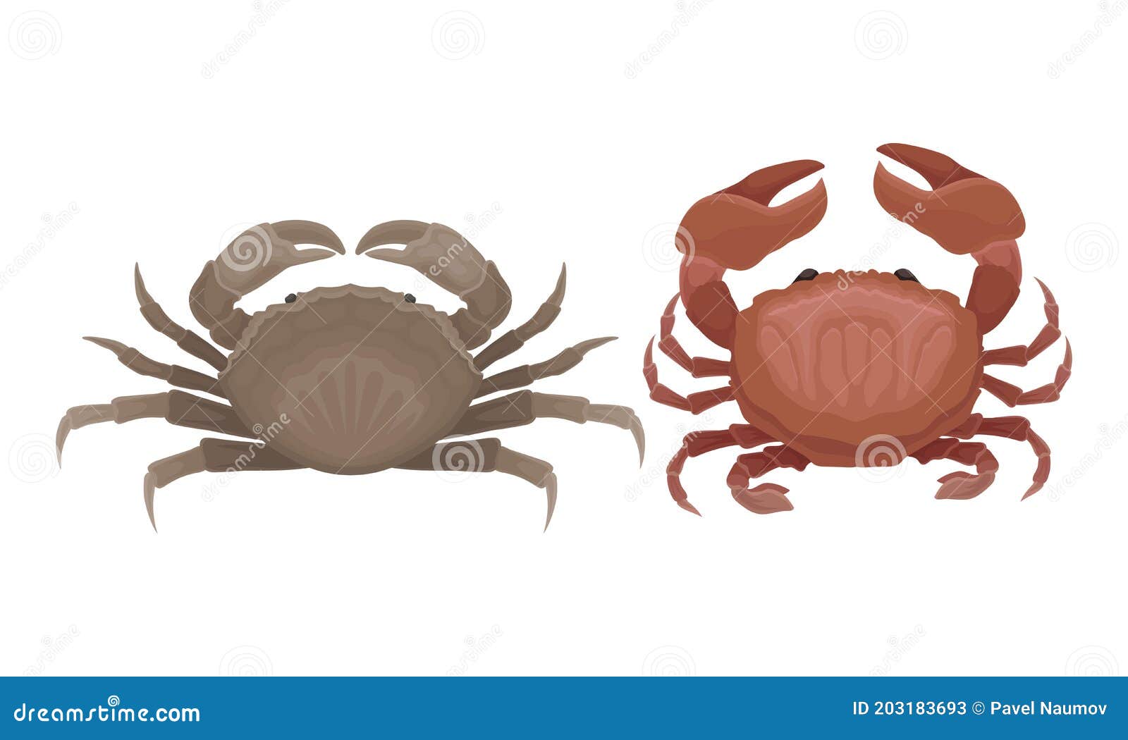 Different Crabs As Decapod Crustaceans with Claws Vector Set Stock ...