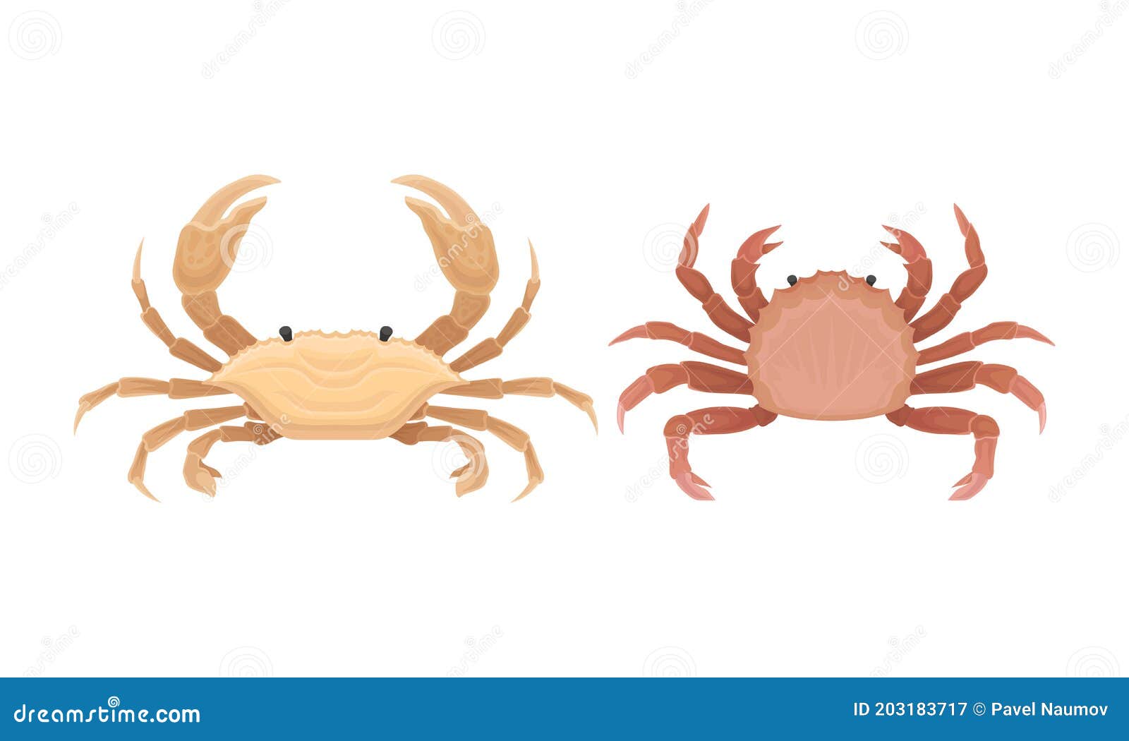 Decapod Cartoons, Illustrations & Vector Stock Images - 135 Pictures to ...