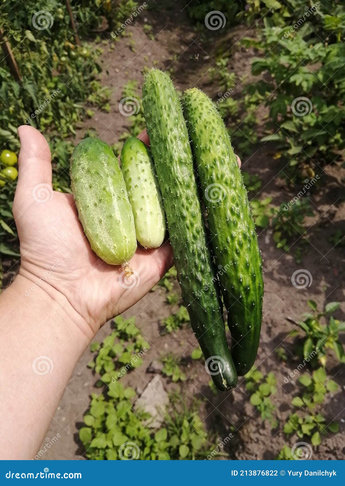 Different cucumbers stock photo. Image of dish, green - 213876822