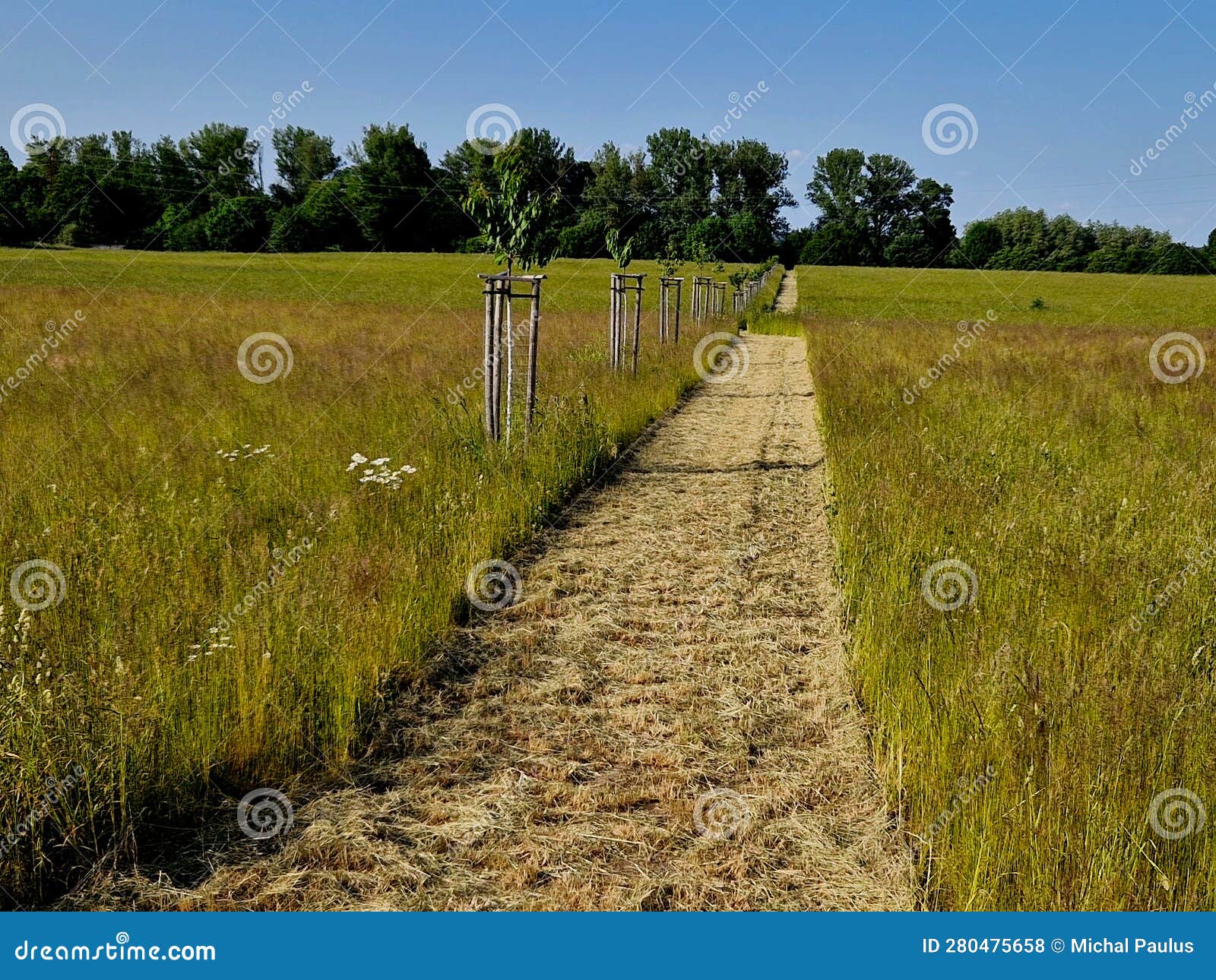 Different Cutting Heights of Bows. a Strip Cut in a Corner of a Grassy ...
