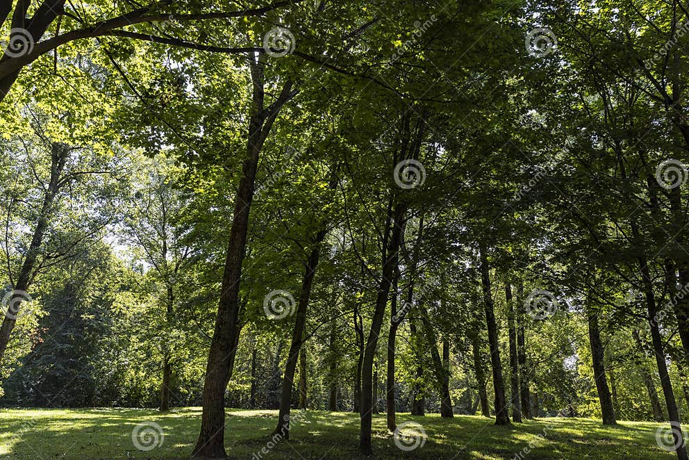Different Deciduous Trees in a Mixed Park in Summer Stock Photo - Image ...