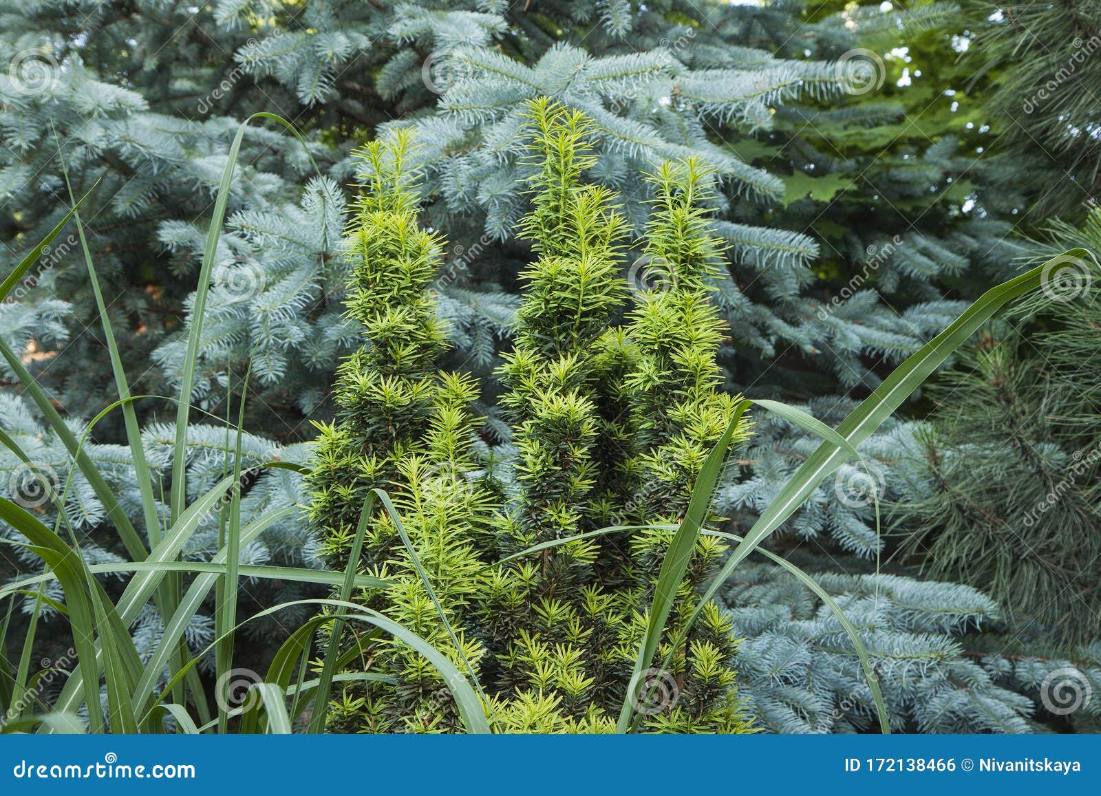 Different Decorative Conifers and Herbs in the Garden. Multi-colored ...
