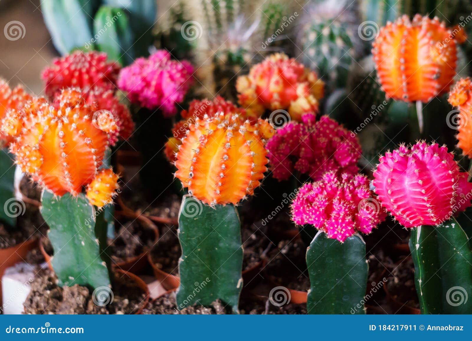 Different Decorative Unusual Cacti in Flower Pots on the Market Stock ...