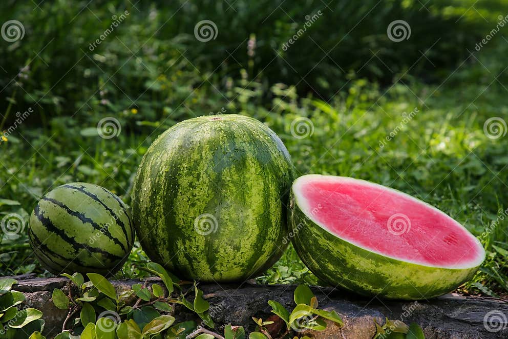 Different Delicious Ripe Watermelons on Stone Surface Outdoors Stock ...