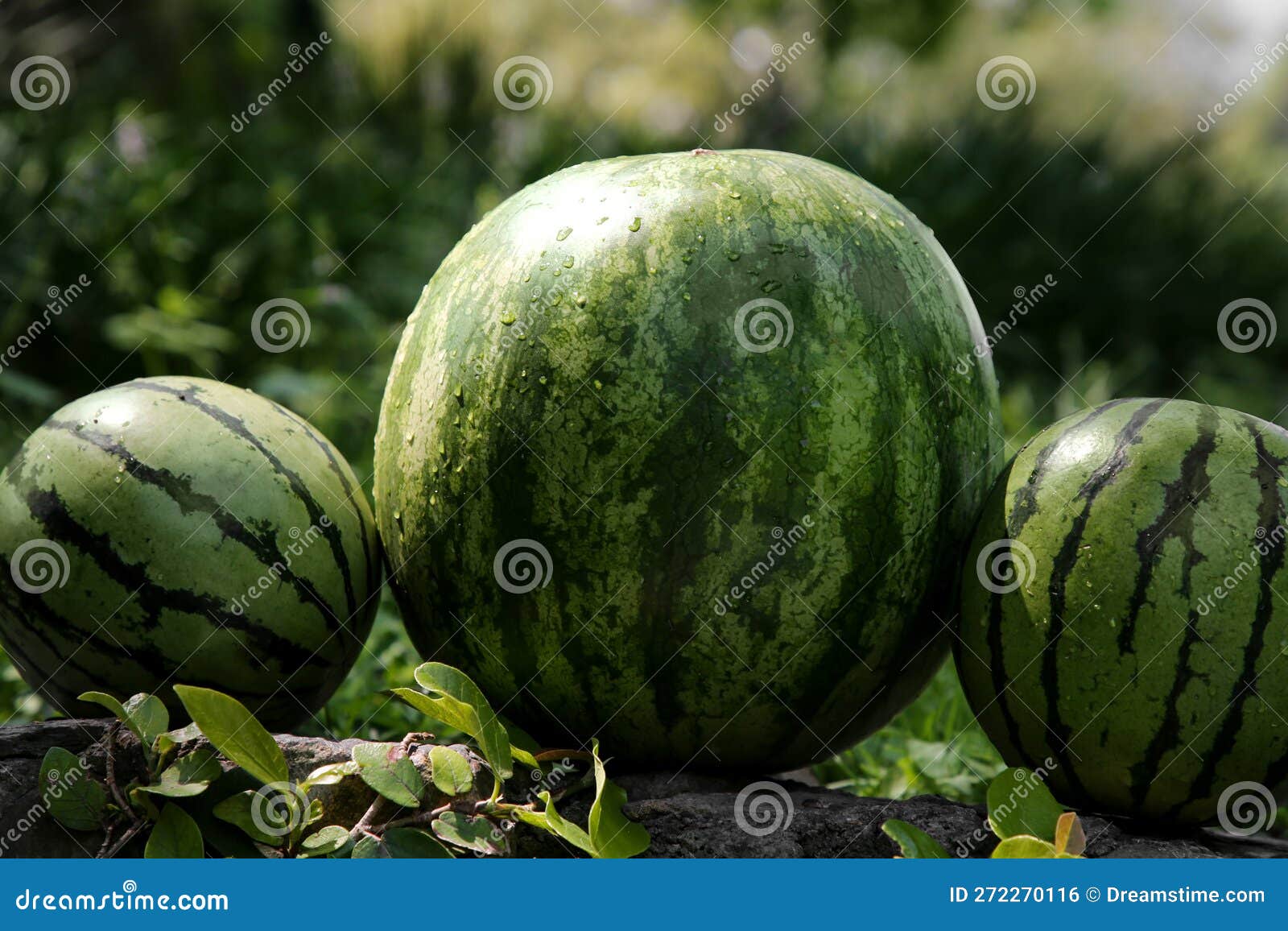 Different Delicious Ripe Watermelons on Stone Surface Outdoors, Closeup ...