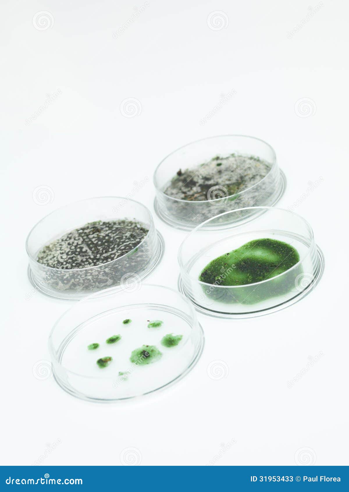 Different Development Stages of Mold Stock Image - Image of ...