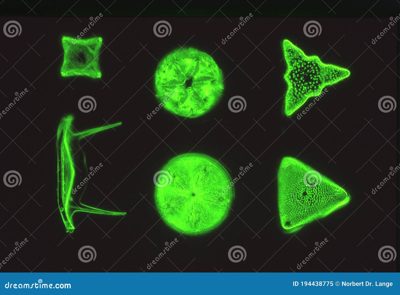 Diatoms From The Sea Under The Microscope Stock Photography ...