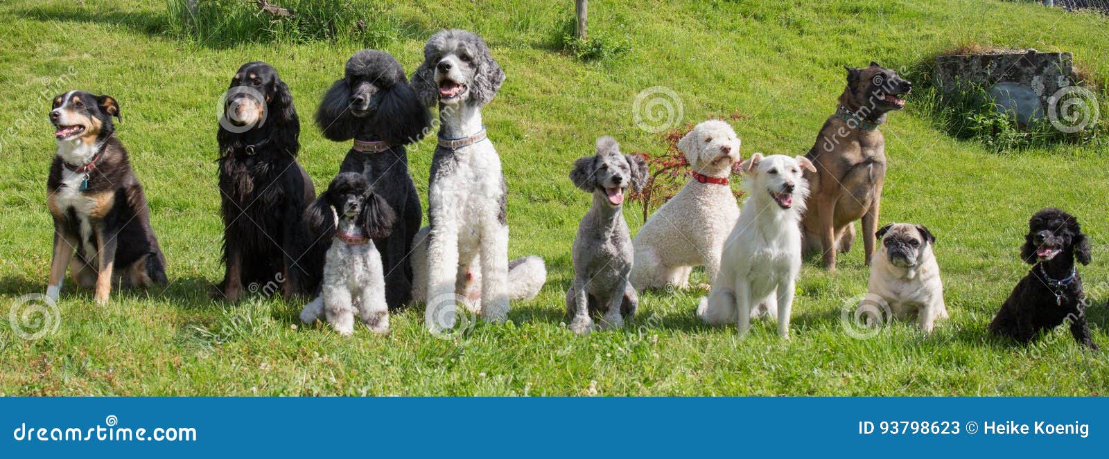 Different Dogs Sitting in the Backyard Stock Image - Image of adorable ...
