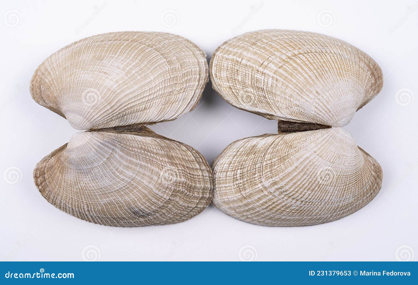 Different Double Sea Shells Isolated on a White Background Stock Image ...