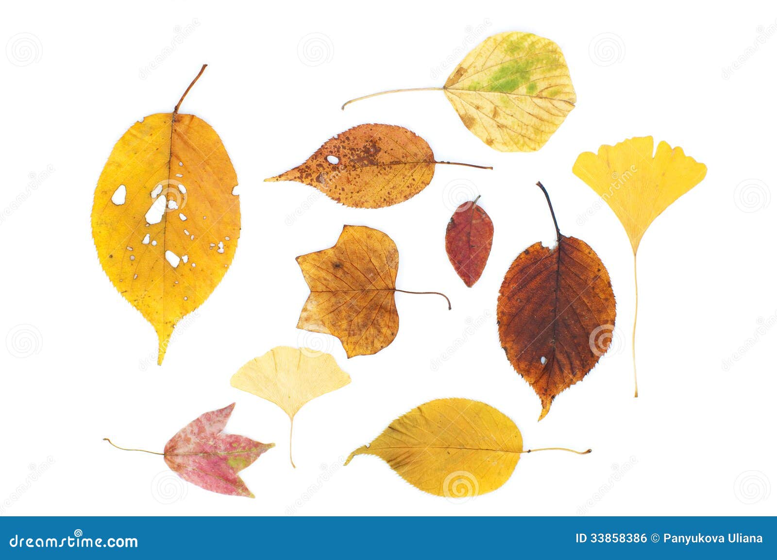 Different dry leaves stock photo. Image of nature, space - 33858386