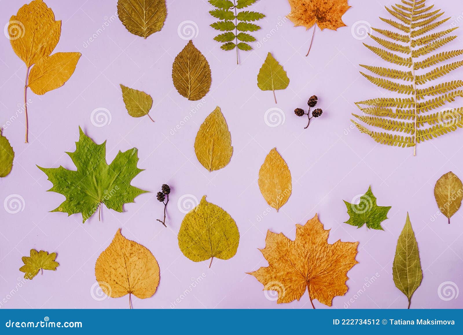 Different Dry Leaves Pattern on Purple Background. Stock Photo - Image ...