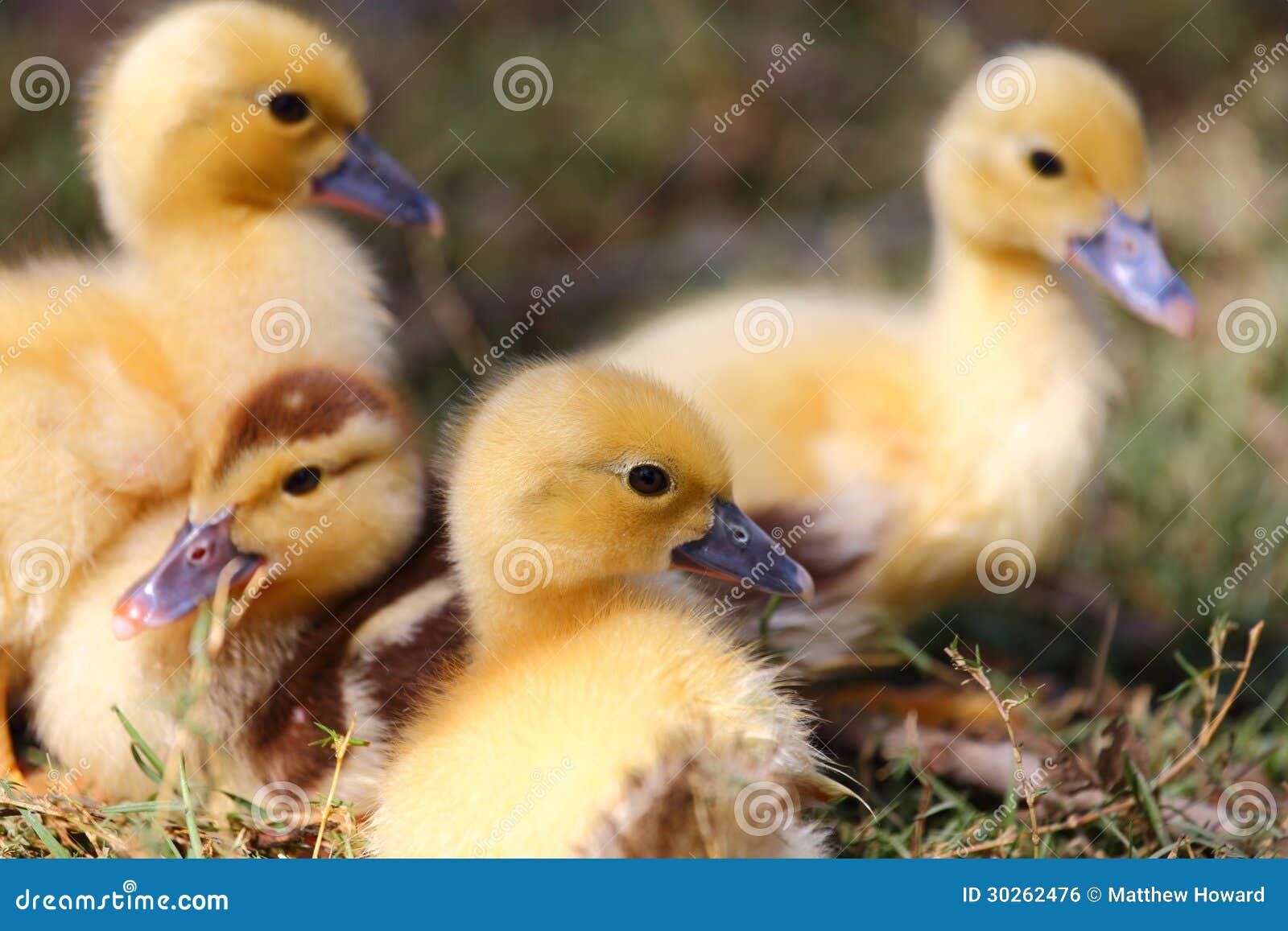 Ducklings stock photo. Image of mallard, small, baby - 30262476