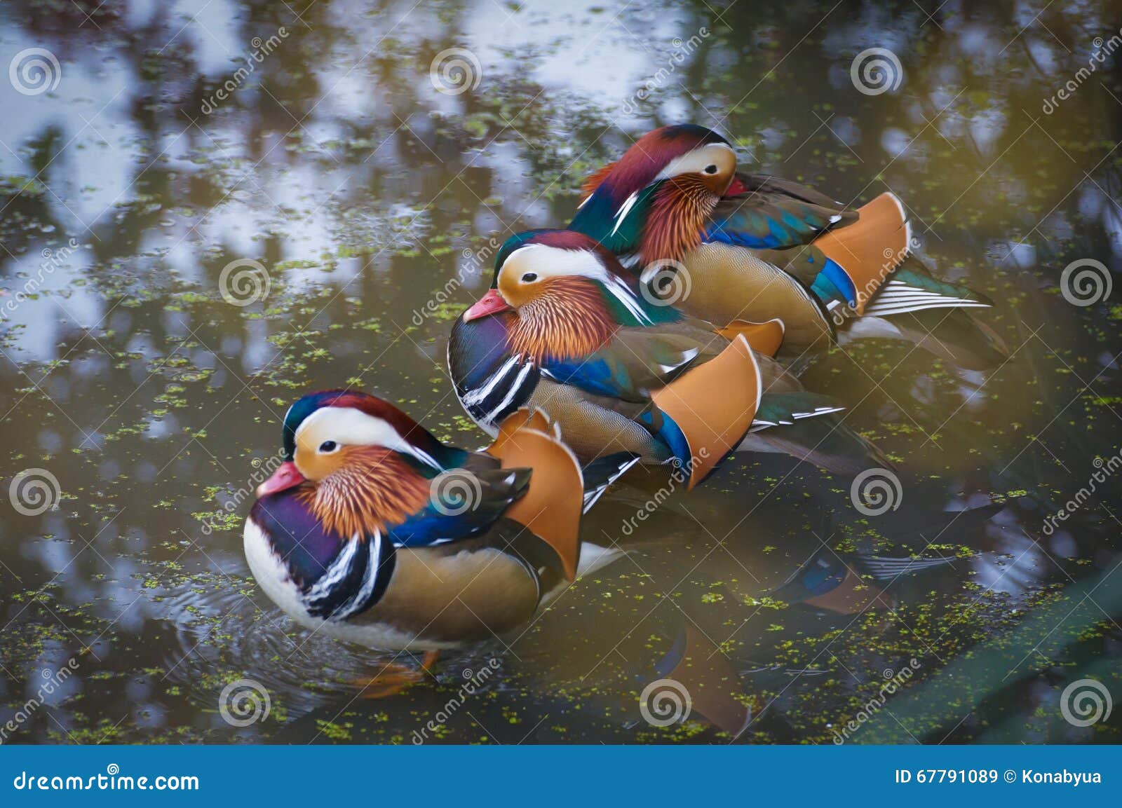 Different stock image. Image of ducks, sony, ducky, camera - 67791089