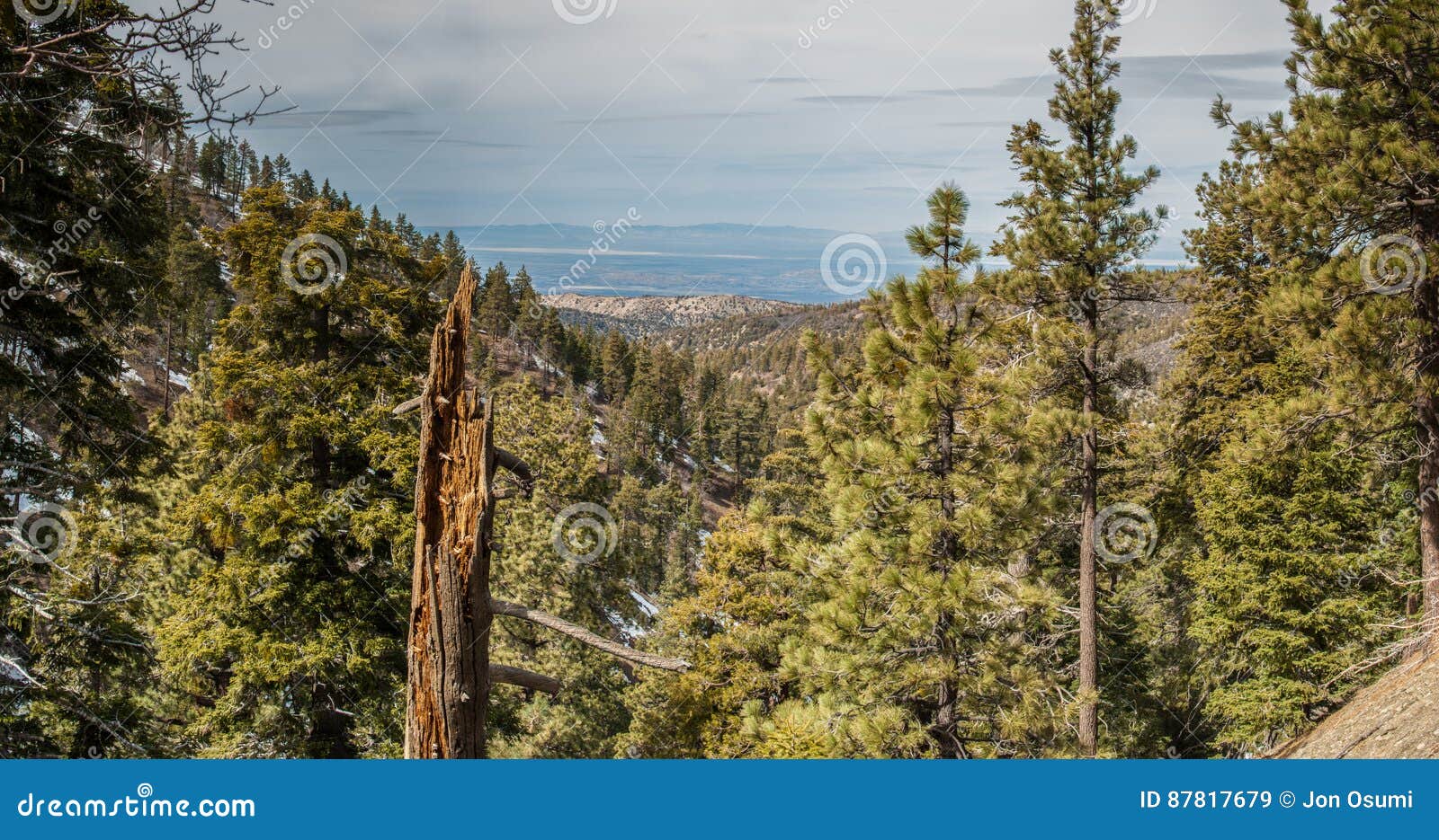 Different Echo Systems at Each Elevation. Stock Image - Image of trees ...