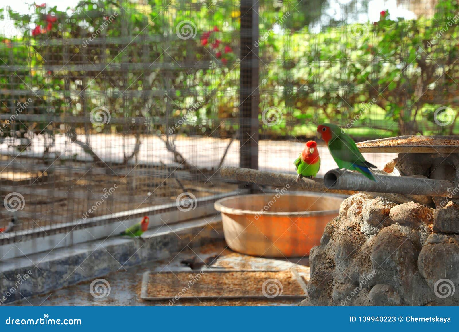 Different Exotic Birds in Outdoor Aviary, View through Grate Stock ...