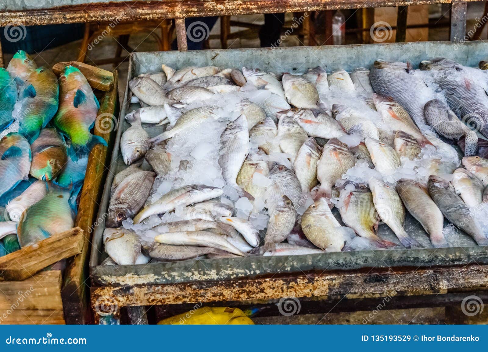 Different Fish on Fish Market in a Hurghada City, Egypt Stock Image ...