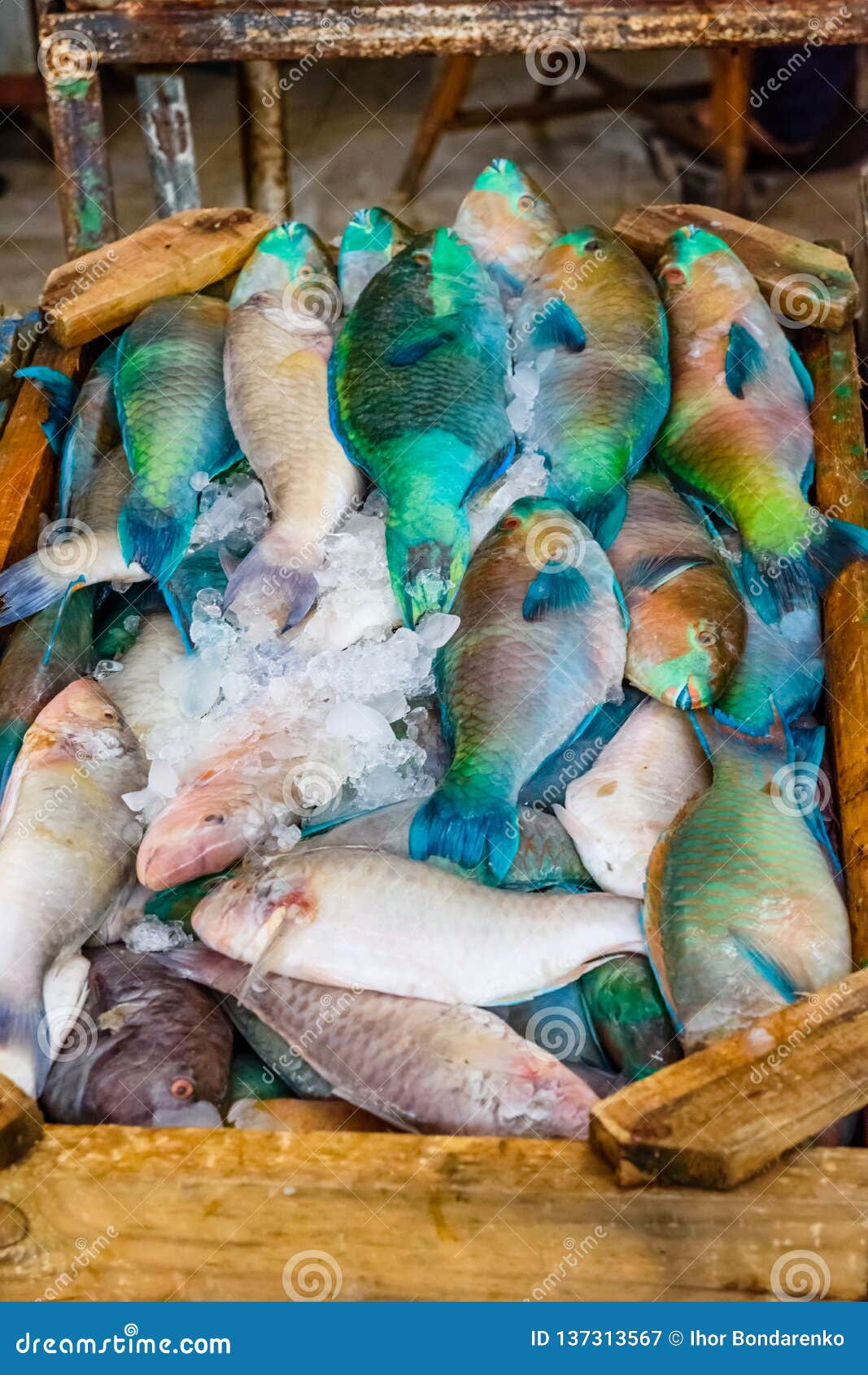 Different Fish on Fish Market in a Hurghada City, Egypt Stock Image ...