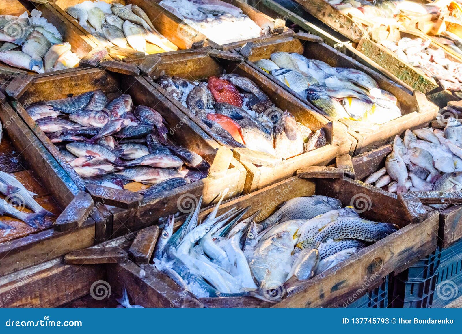 Different Fish on Fish Market in a Hurghada City, Egypt Stock Image ...