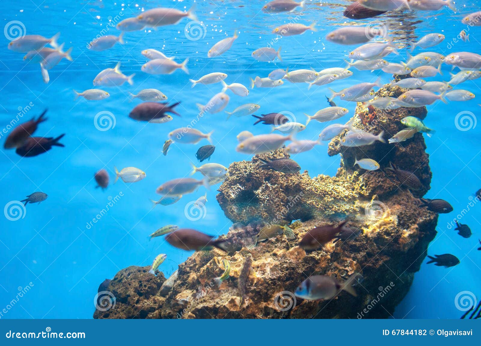 Different Fish Swim in an Aquarium Stock Photo - Image of scuba ...