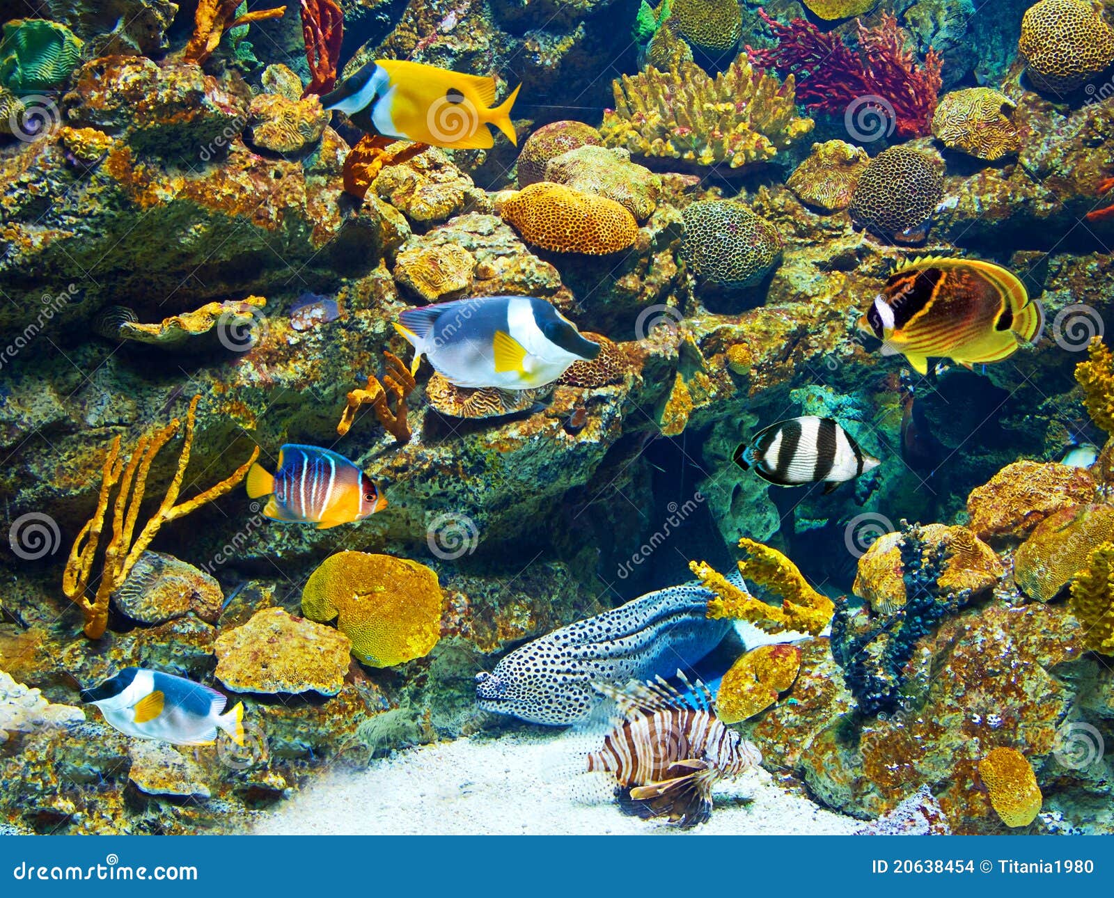 Different Fishes Under Water Stock Photo - Image of diversity ...