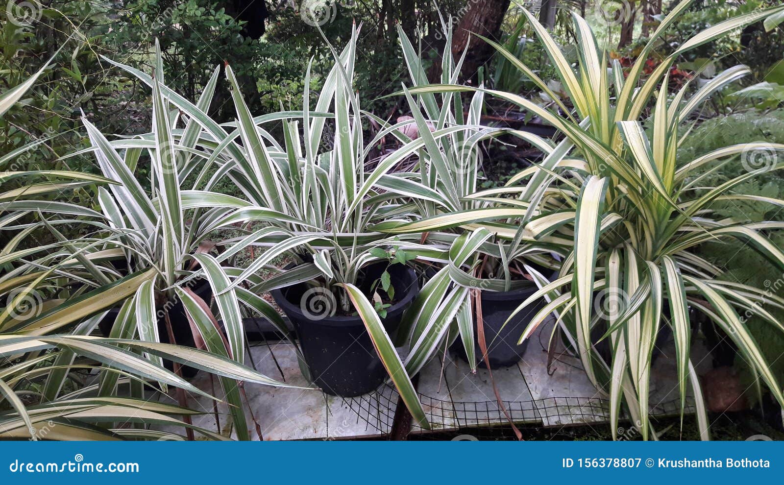 Different Flower Bushes in Different Colors . Potted Bush. Stock Image ...