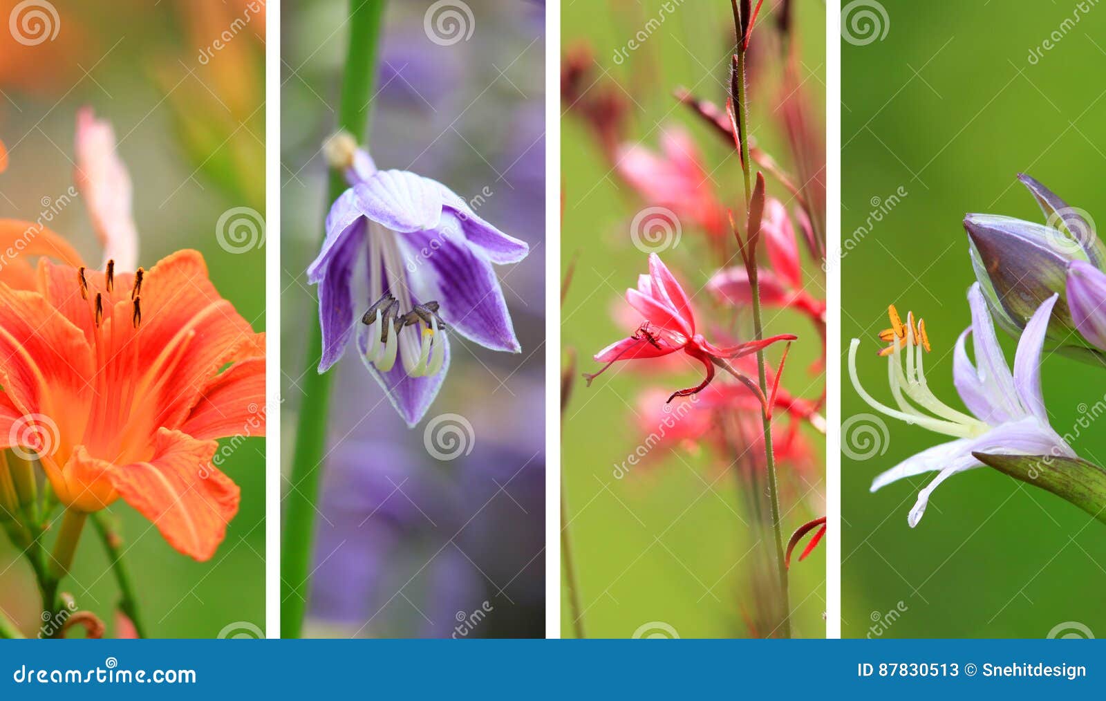 Different Flower Collage Royalty-Free Stock Photography | CartoonDealer ...