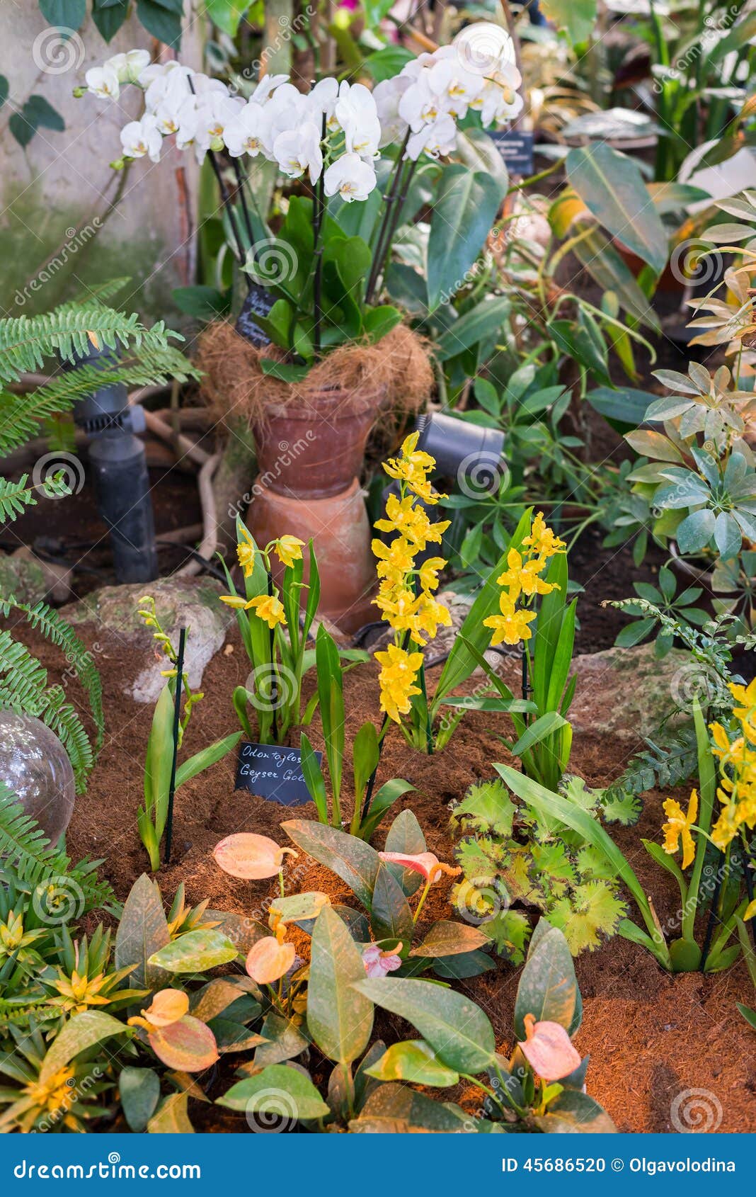 Different Flower Pots in a Green House Stock Photo - Image of europa ...