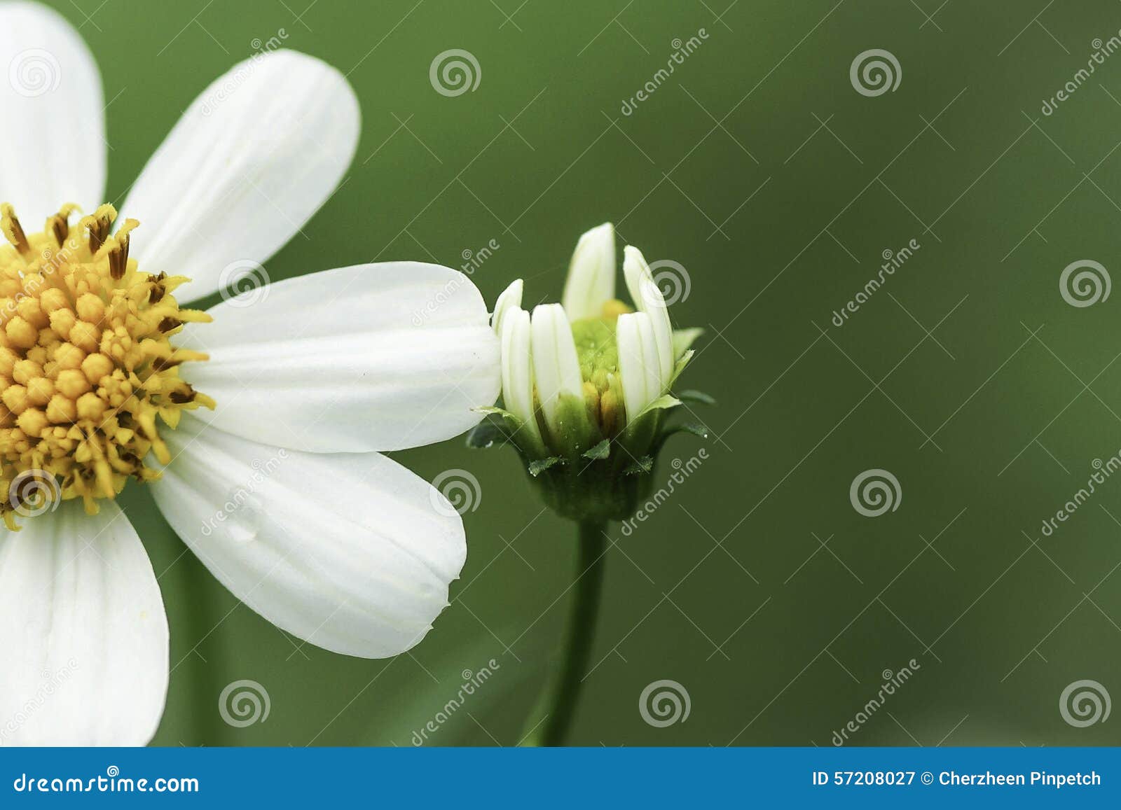 Different flower stock image. Image of style, relax, bloom - 57208027