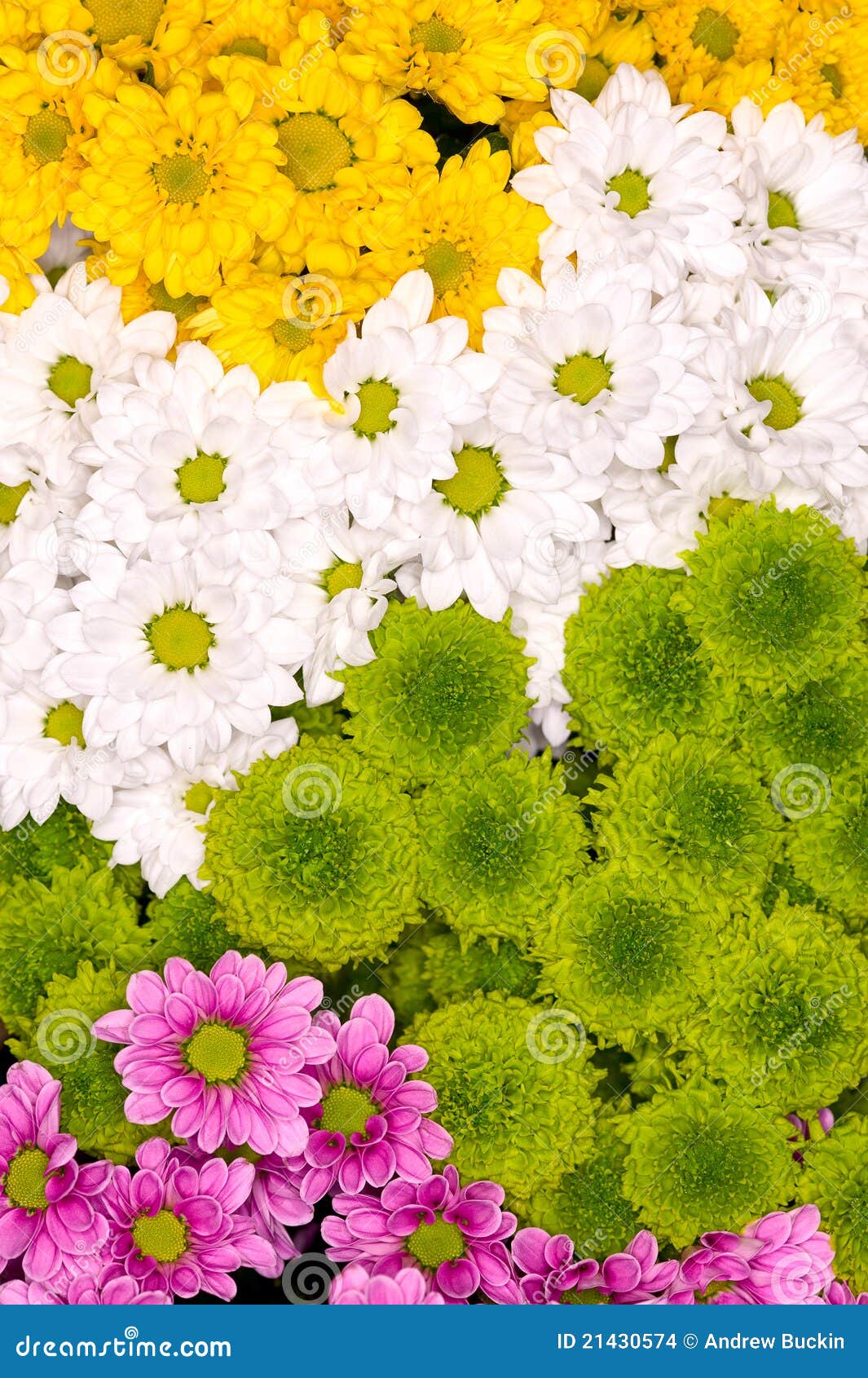 Different Flowers Stock Images - Image: 21430574