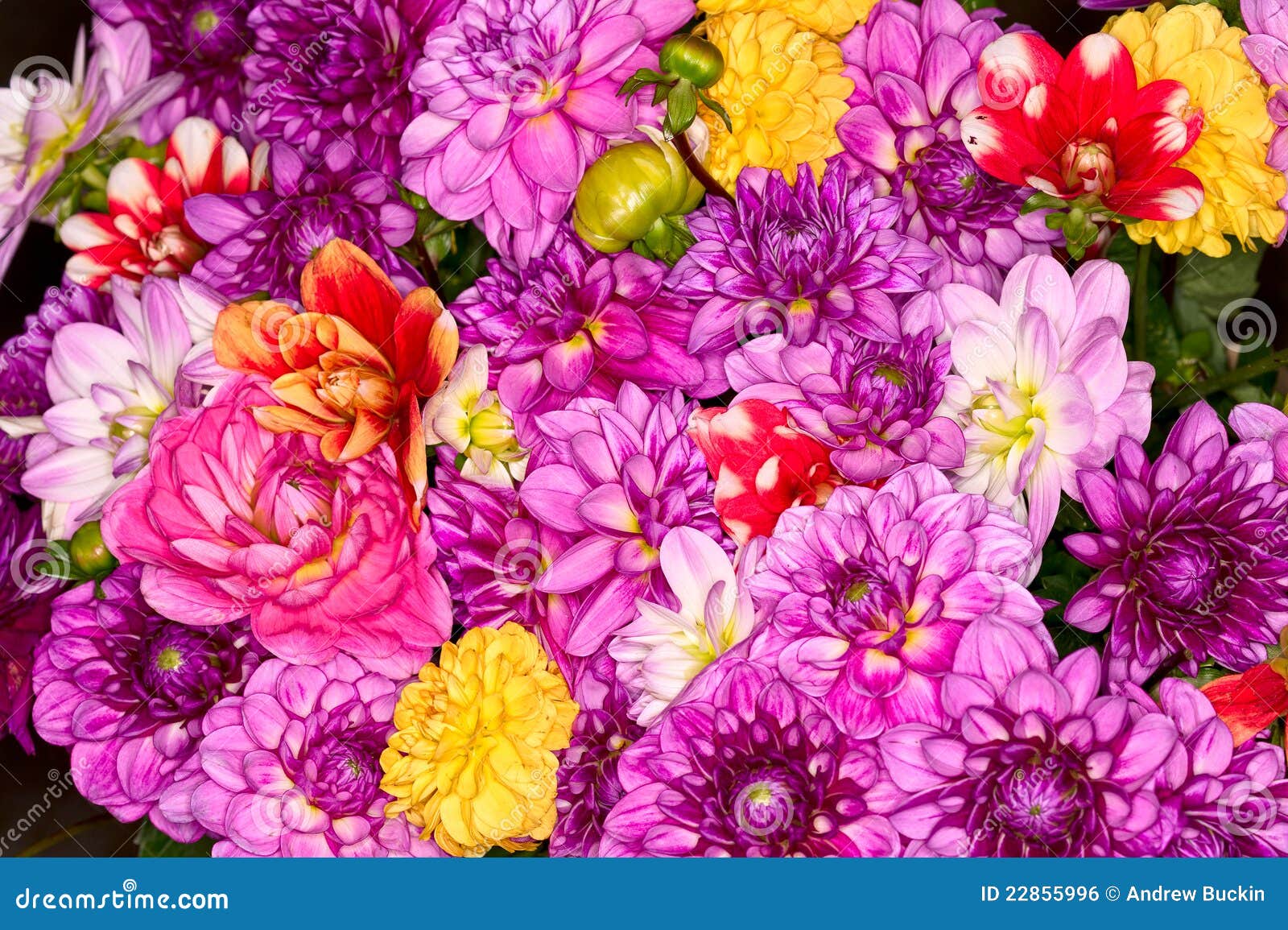 Different Flowers stock photo. Image of bloom, group - 22855996