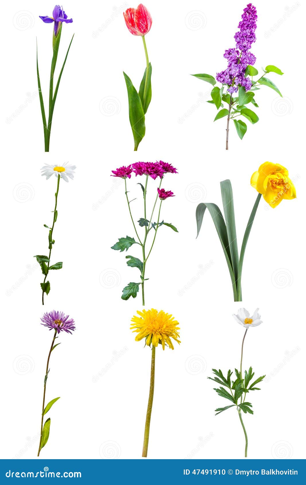 Different flowers isolated stock photo. Image of isolated - 47491910