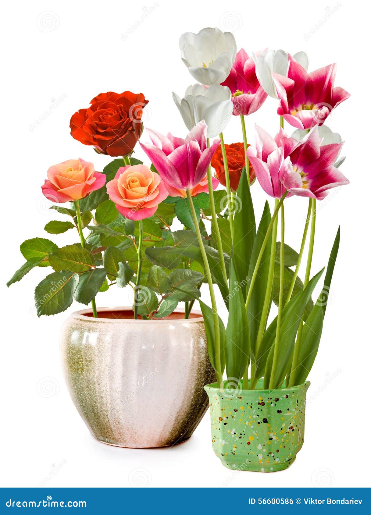 Different Flowers in Pots Closeup Stock Photo - Image of isolate ...